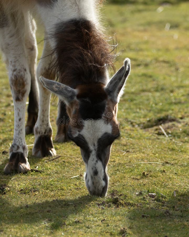 Hungry llama stock image. Image of agriculture, animals - 32879