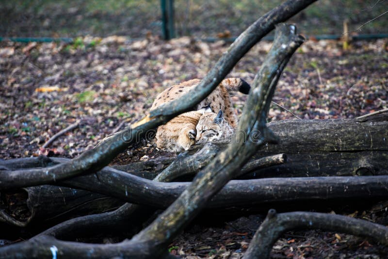 Hungry Lynx Eating Piece of Meat. Lynx, Eurasian Wild Cat Stock Image ...
