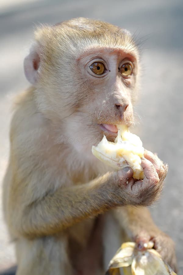 Hungry Monkey Eating Banana Stock Photo - Image of mammal, cute: 142062702