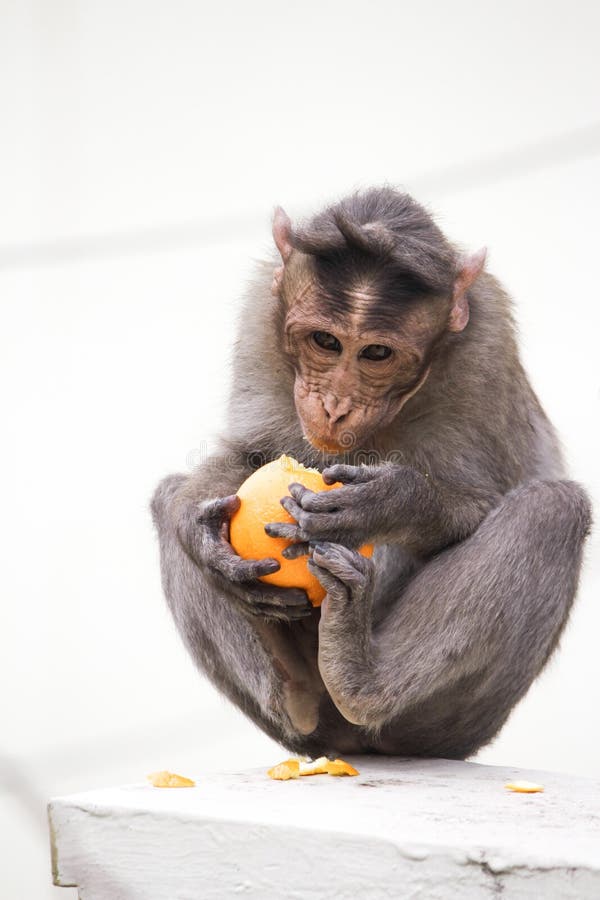 Hungry Monkey Eating Orange Stock Photo - Image of indianmonkey, eating ...