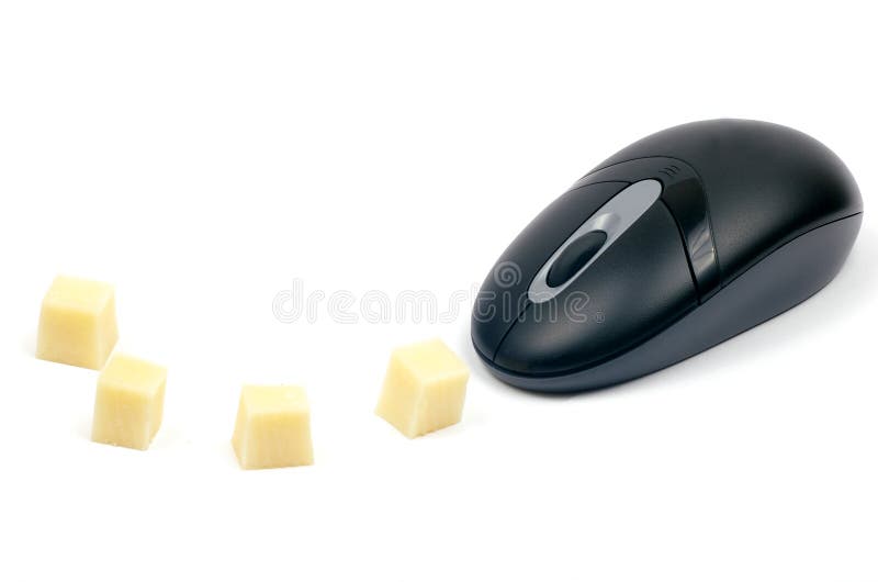 Hungry mouse stock photo. Image of cheese, input, connection - 6349212