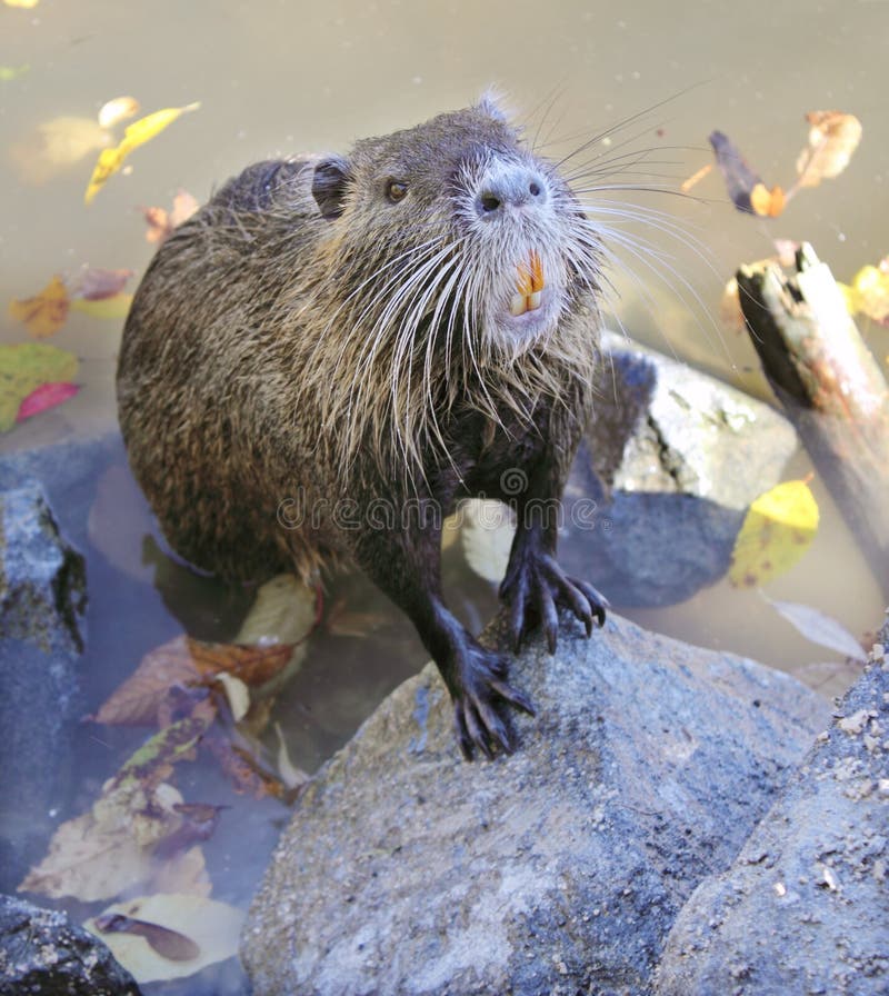 45+ Nutria Free Stock Photos - StockFreeImages