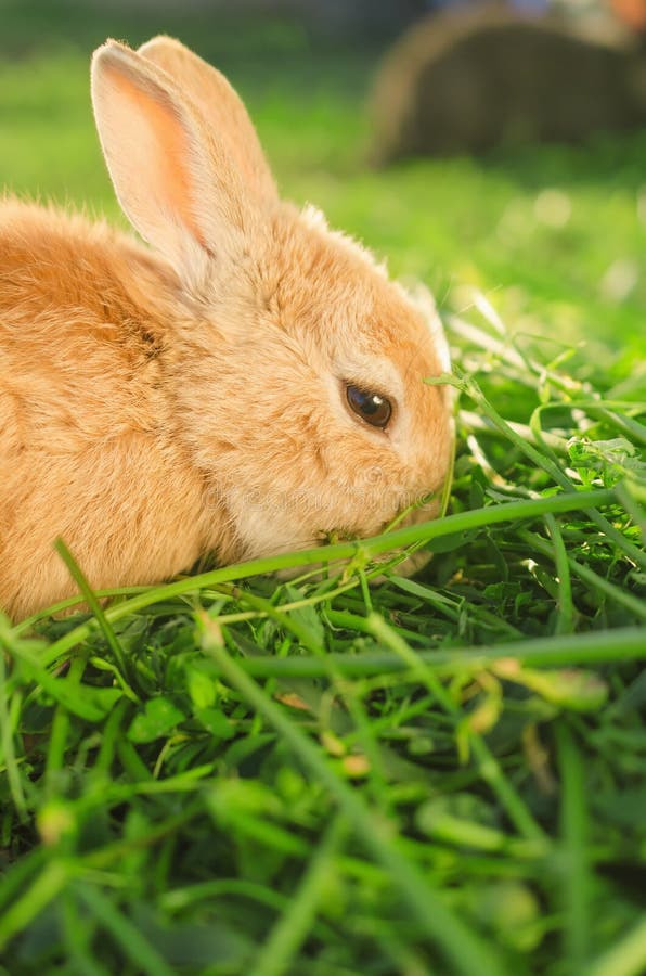 Hungry Orange Rabbit Eating Stock Photo - Image of fluffy, backyard ...