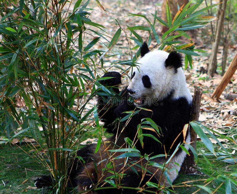 Hungry panda stock image. Image of sichuan, china, lazy - 20499759