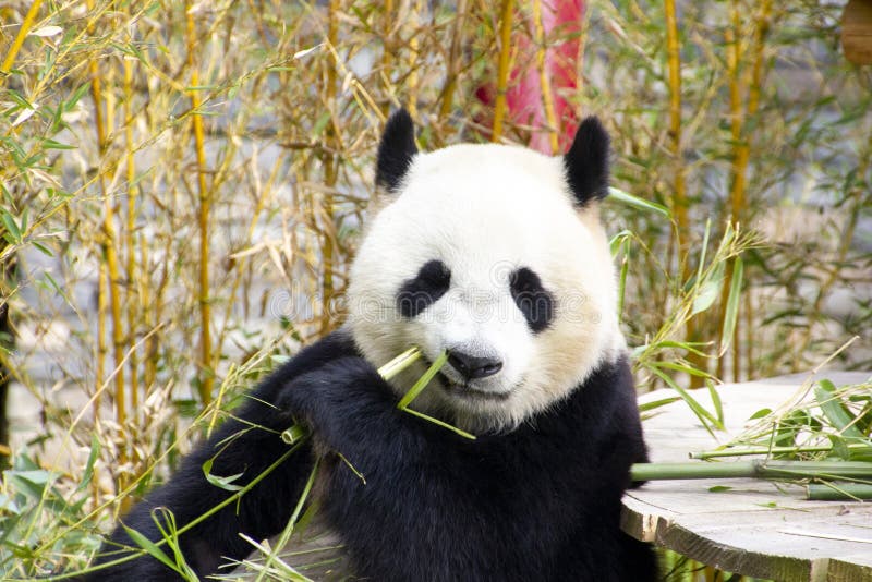 Hungry panda bear stock photo. Image of animal, bear - 241325054