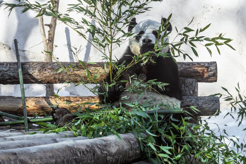 Hungry Panda Eating Bamboo Stems. Cute Panda Eating Lunch Stock Photo ...