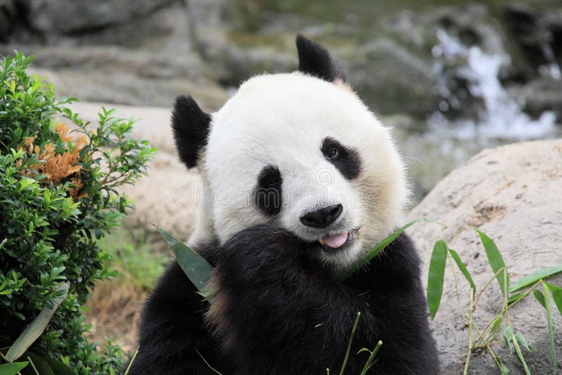 Lovely Giant Panda Eating Bamboo Leaves Stock Image - Image of kong ...