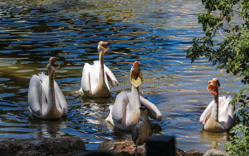 Hungry Pelicans Ask for Fish in Israel Stock Image - Image of lake ...