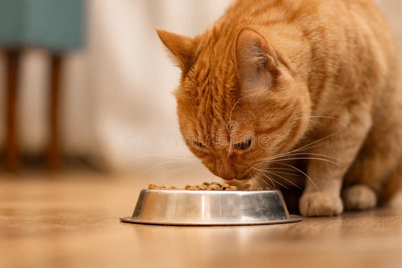 Hungry Pet Eats Dry Cat Food Stock Photo - Image of appetite, snack ...