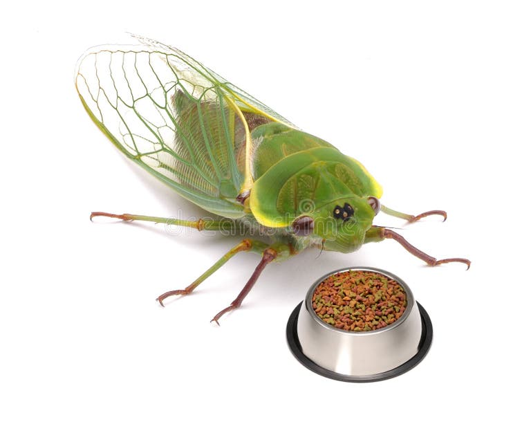 Hungry Pet Insect Bug Funny Stock Image - Image of beautiful, humorous ...