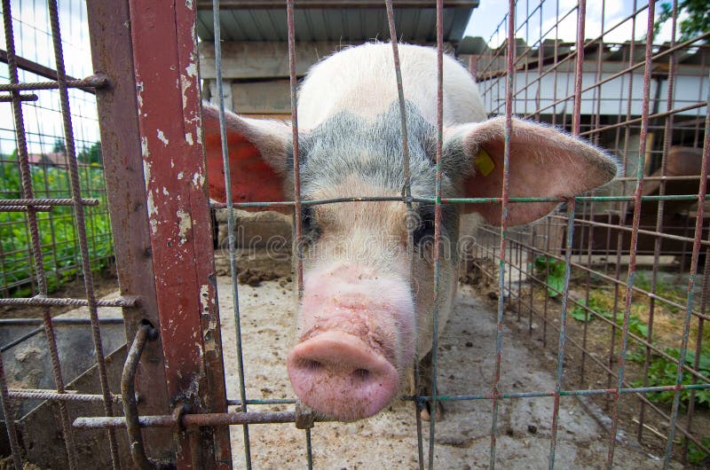 Hungry pig stock photo. Image of oink, sleeping, pork - 42134138