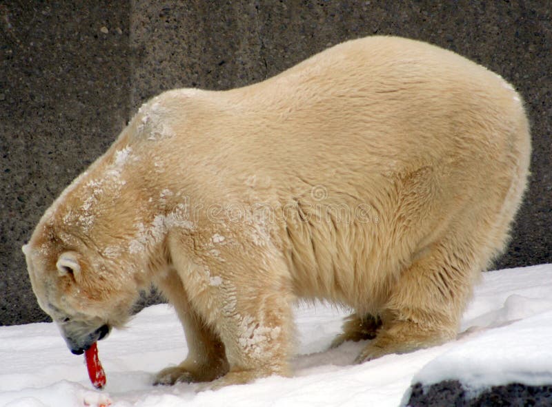 Hungry Polar Bear stock image. Image of dangerous, white - 810349