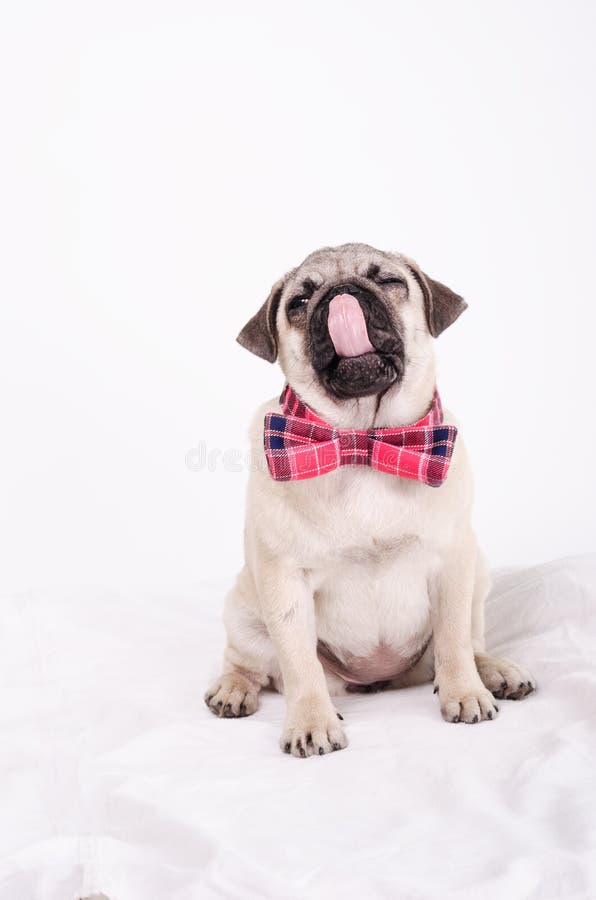 Hungry pug with a bow tie. stock image. Image of depression - 40500101