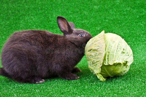 Hungry rabbit stock image. Image of animal, pretty, single - 13554529