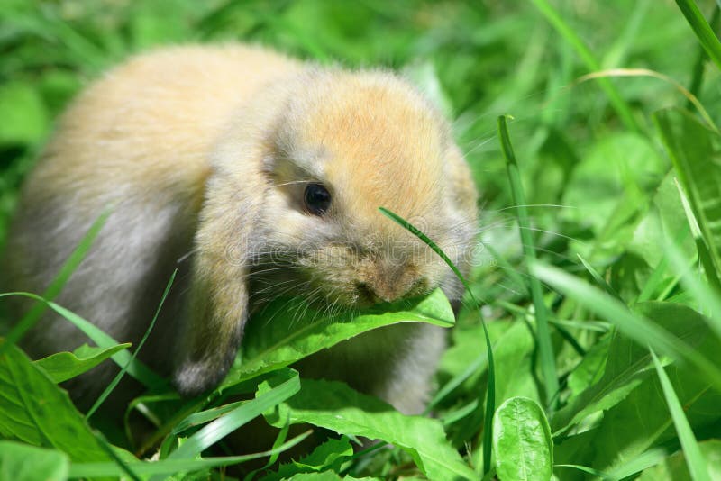 The Hungry Rabbit is Eating the Dandelion Leaf in the Grass, the Close ...