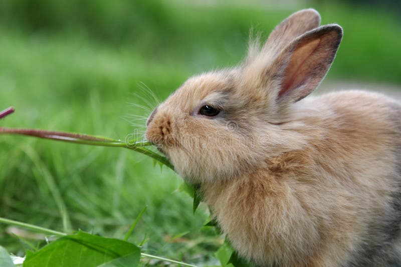 Hungry rabbit stock image. Image of animal, pretty, single - 13554529