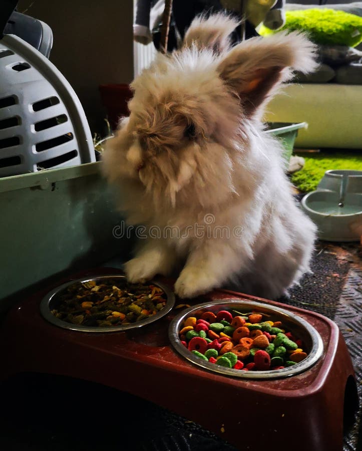 Hungry rabbit stock image. Image of animal, pretty, single - 13554529