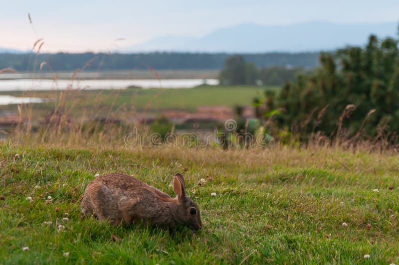 Hungry rabbit stock image. Image of animals, gulf, travel - 84703675