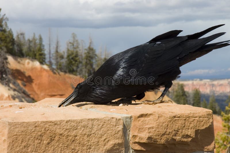 A pair of Ravens stock photo. Image of nest, raven, perch - 1094502