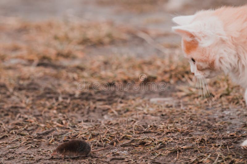 Hungry mole stock image. Image of fierce, inaccessible - 8464111
