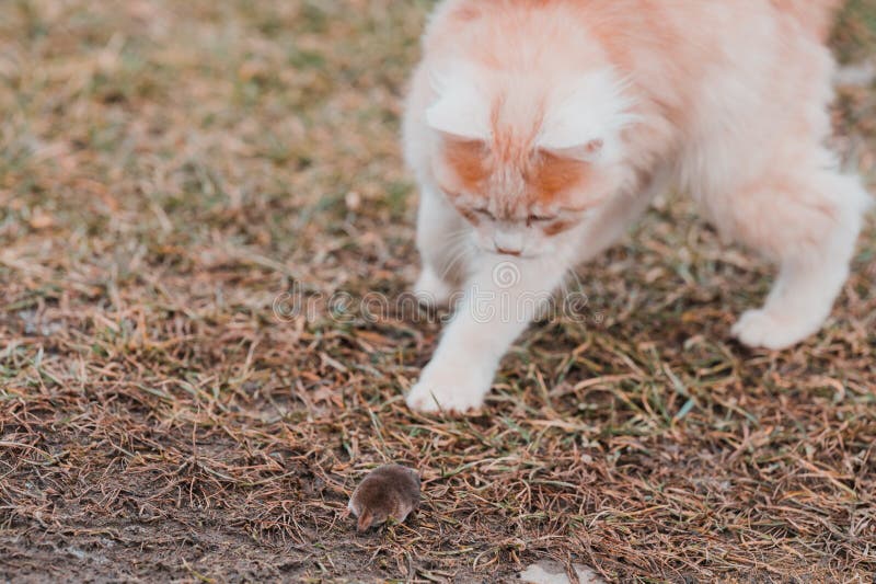 Hungry mole stock image. Image of fierce, inaccessible - 8464111