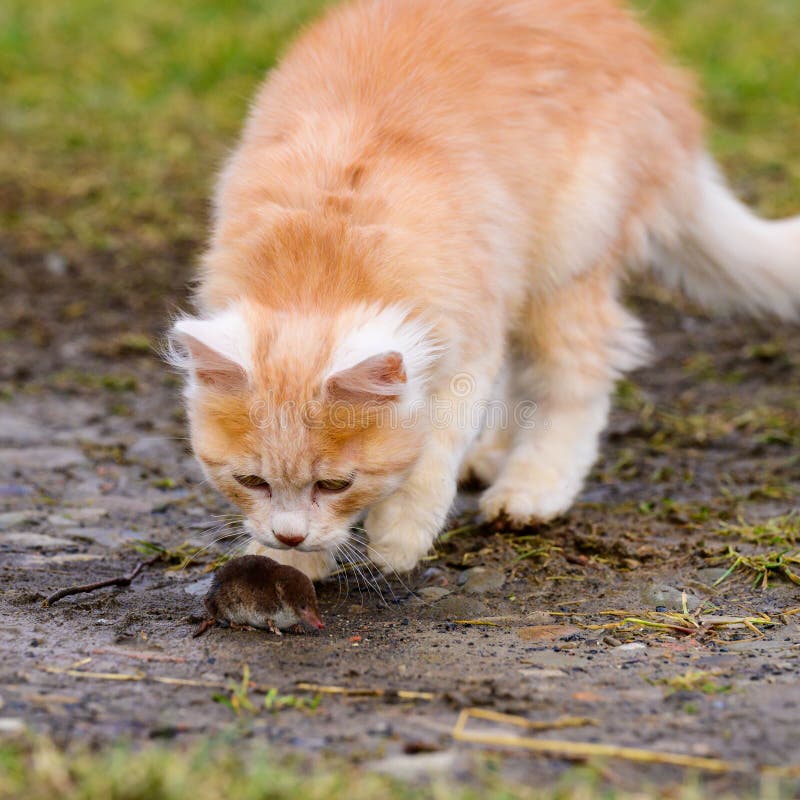Hungry mole stock image. Image of fierce, inaccessible - 8464111