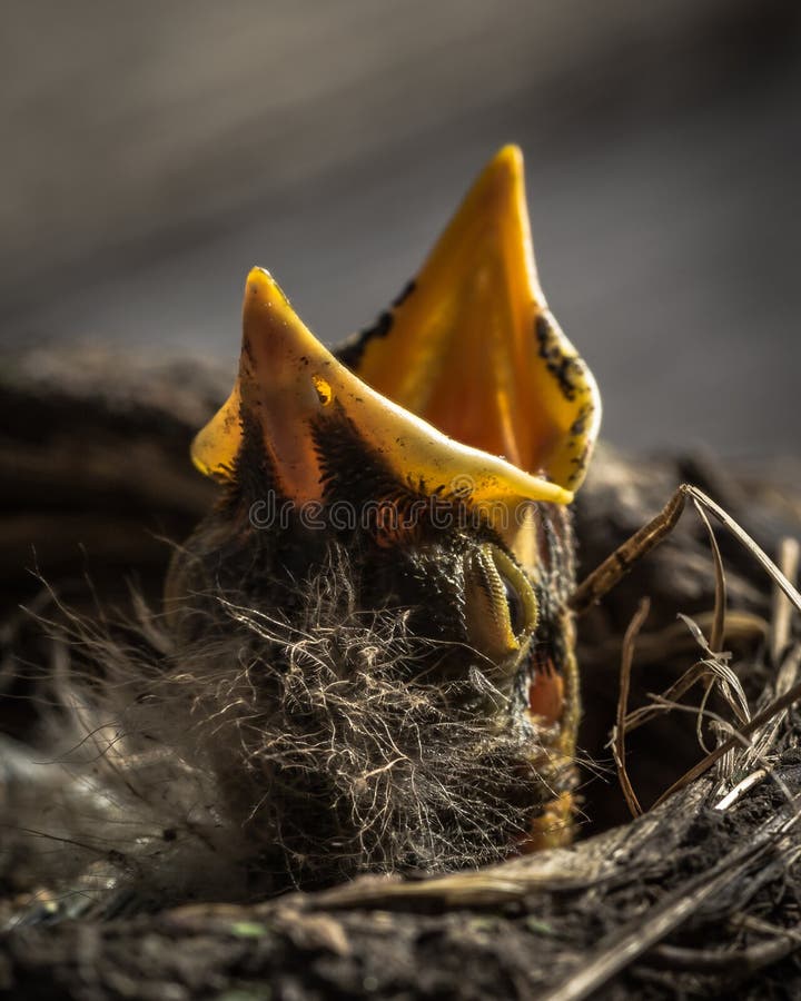 Hungry Robin Chick stock photo. Image of macro, robin - 58959476