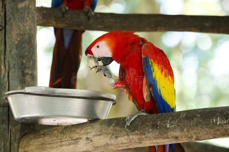 Macaw is eating stock image. Image of domestic, bird - 16074239