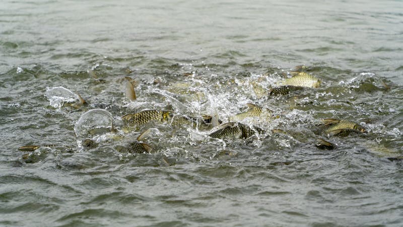 Hungry School of Fish Fight for Food while Feeding, Creating Splashes ...