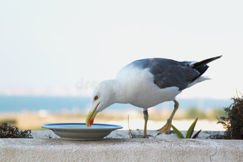 Hungry Seagull stock image. Image of hand, heaven, breakfast - 29347795