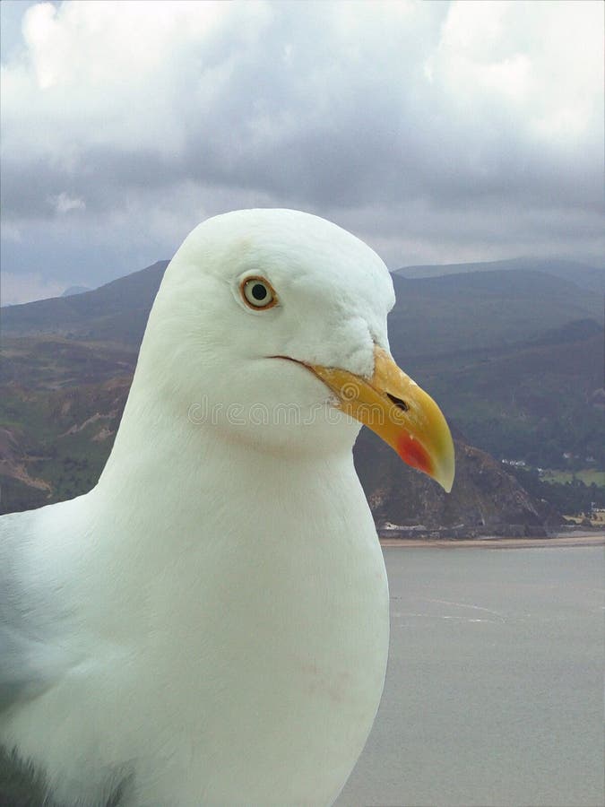 A Big Fat Seagull Stares Forward Stock Photo - Image of dark, symbol ...