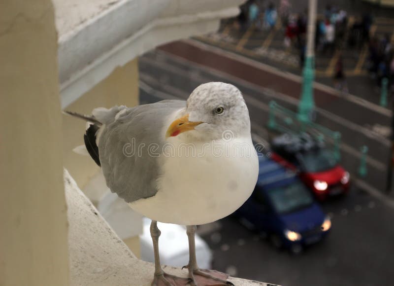 Hungry Seagull stock photo. Image of beautiful, animal - 161279250