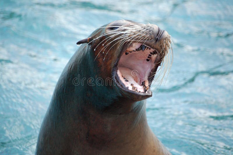 Hungry seal stock image. Image of lion, harbour, seal - 4714453