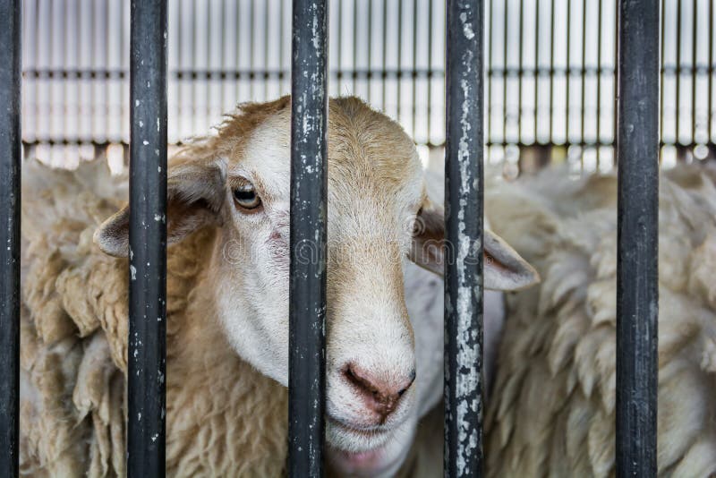 Hungry Sheep Behind the Cage in Sheep Farm. Stock Photo - Image of farm ...