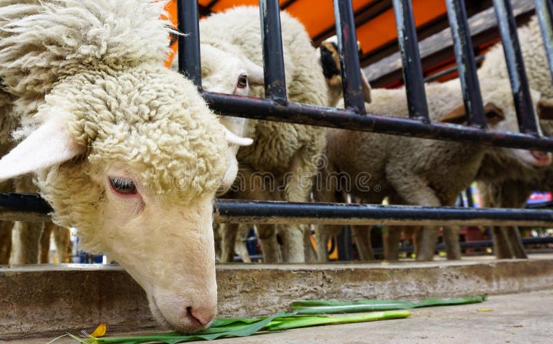 Hungry Sheep stock image. Image of hungry, food, closeup - 57538335