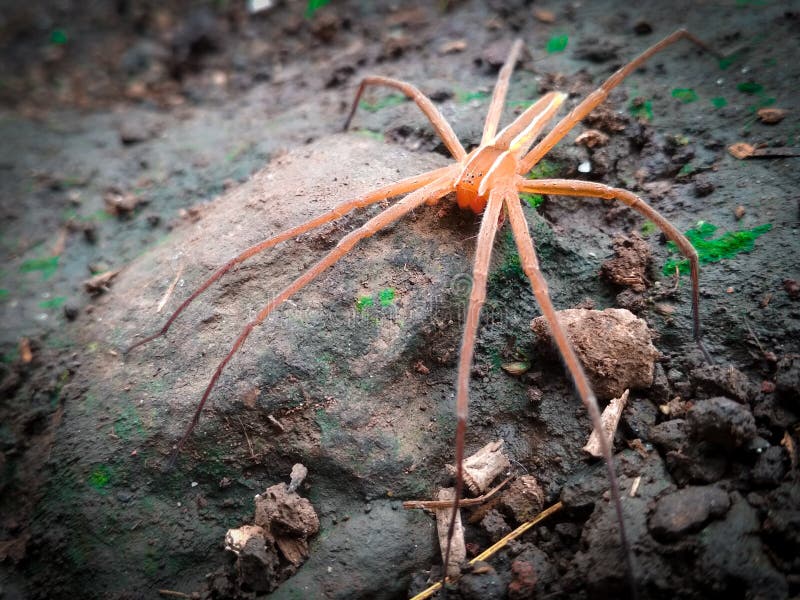 Hungry spider stock photo. Image of fangs, catch, arachnid - 85718538