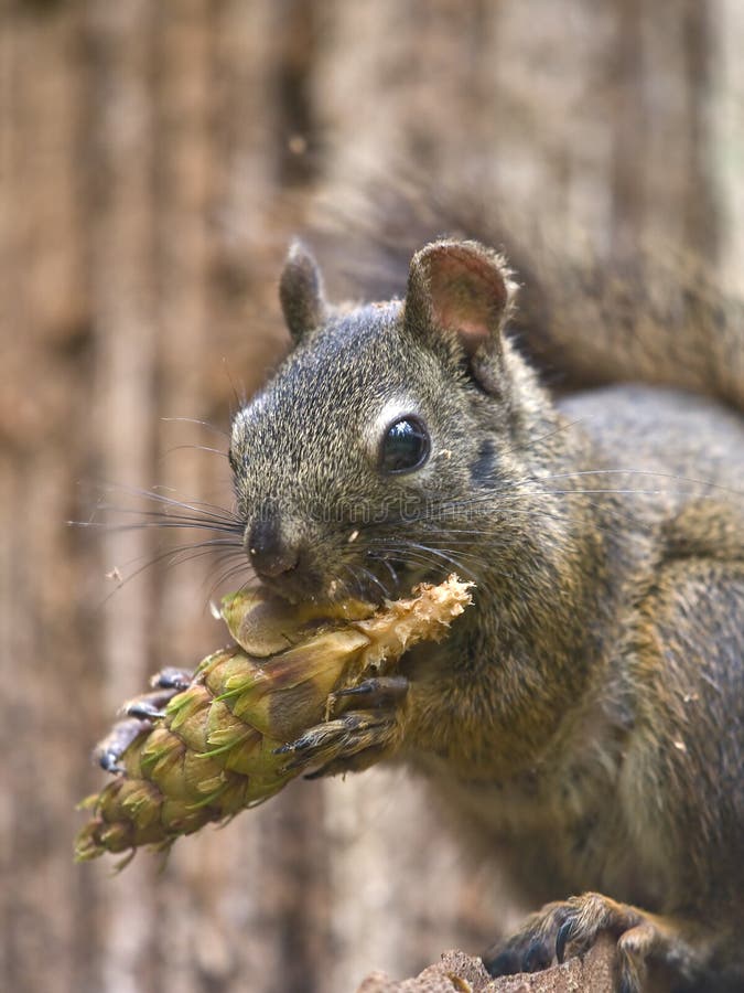 Hungry Squirrel stock image. Image of squirrel, posing - 10998081