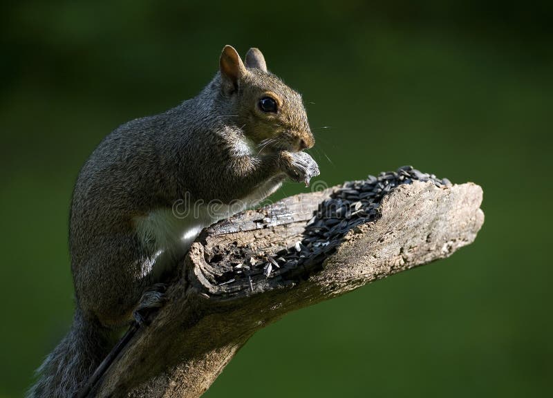 Hungry squirrel stock image. Image of animal, seed, tail - 19870905