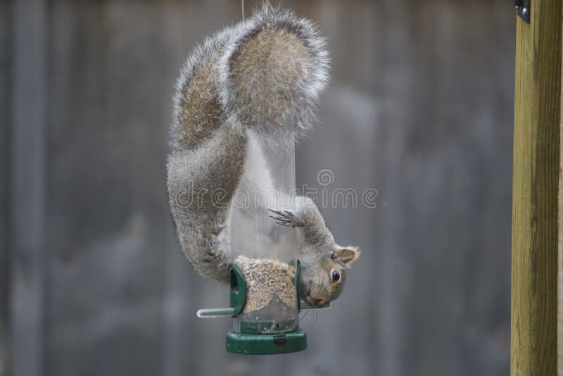 Hungry squirrel stock image. Image of grey, seed, wildlife - 57687123