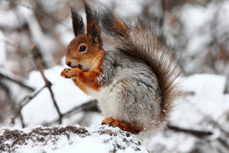 Hungry squirrel stock image. Image of frosty, beautiful - 40144131