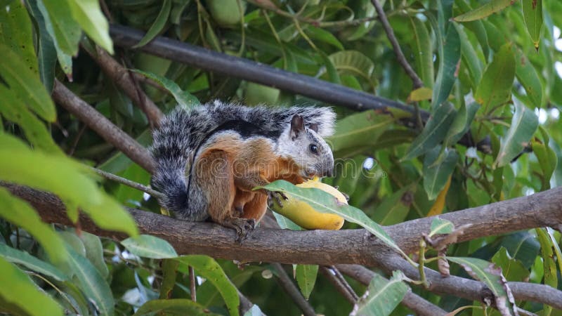 Hungry squirrel stock photo. Image of eating, tree, squirrel - 72454908