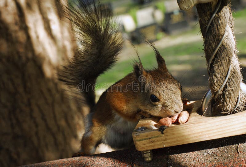 A Hungry Squirrel Getting a Quick Snack Stock Photo - Image of nature ...