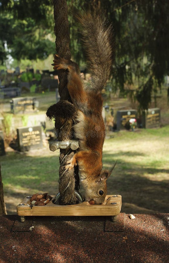 A Hungry Squirrel Getting a Quick Snack Stock Photo - Image of parks ...