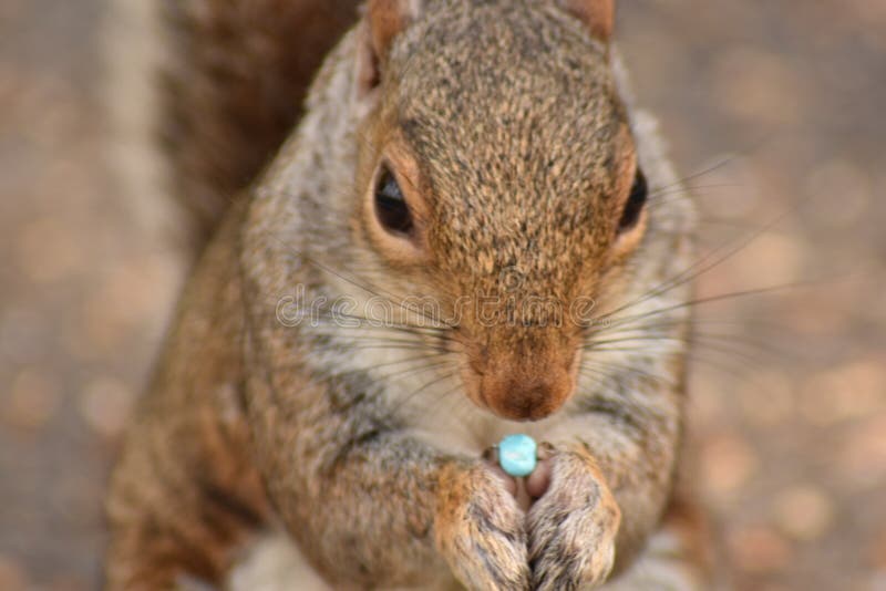 A hungry squirrel stock photo. Image of eating, hungry - 106228876