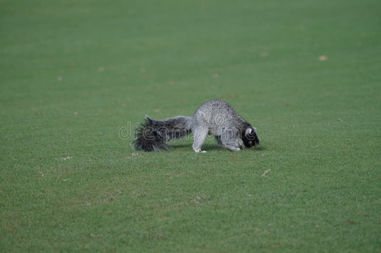 Hungry Squirrel stock photo. Image of golf, squirrel - 45766216