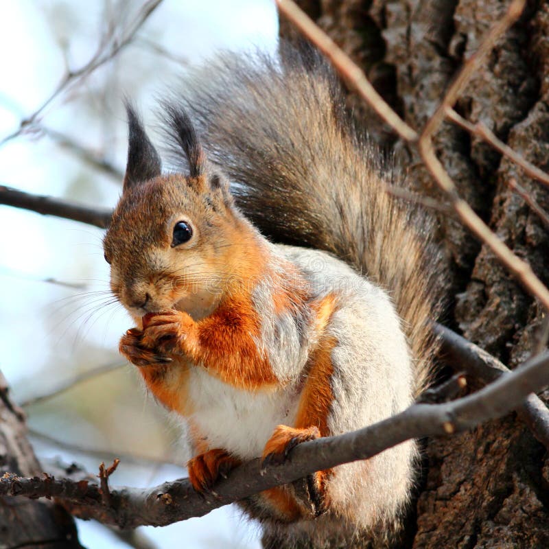 Hungry squirrel stock image. Image of attention, branch - 39746357