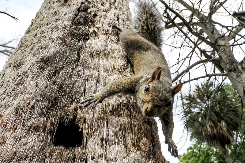 Hungry Squirrel Runs for Food Stock Photo - Image of rodent, mammal ...