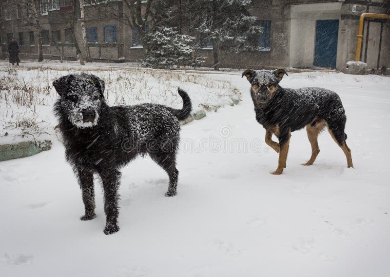 Hungry Stray Dog during a Snowstorm Stock Image - Image of frozen ...