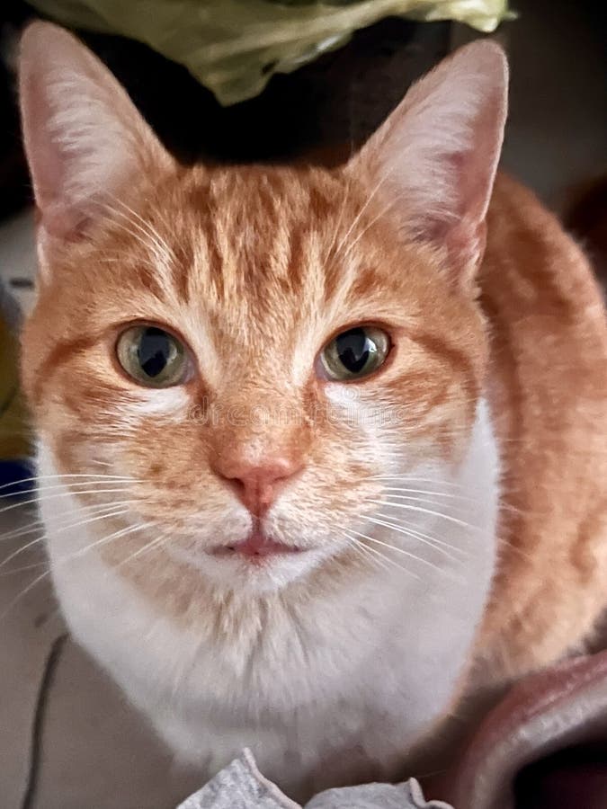 Hungry tabby cat stock photo. Image of turkey, hungry - 305181914