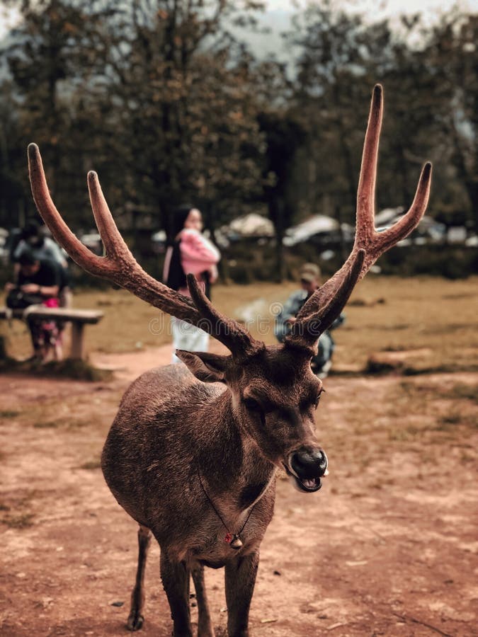 Hungry Tame Deer stock image. Image of animal, jungle - 225441715